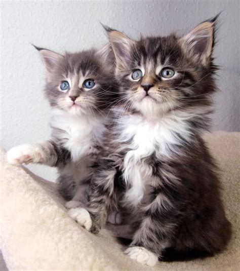 Good Morning Kitten Cute Kitten Pictures And Lols Kittens Cutest