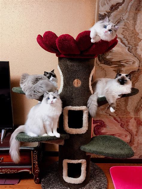 Дерево для кошки в квартире картинки и фото Koshka Top