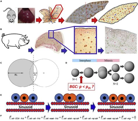 Main Components Of The Biophysical Cell Based Computational Model And Download Scientific