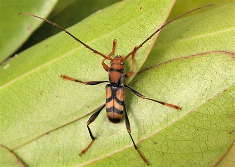 Flower Longicorn Beetle Aridaeus Thoracicus