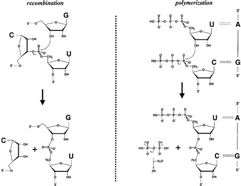 A Contrast Of The Molecular Equivalents Of Sexual Left And Asexual Download Scientific