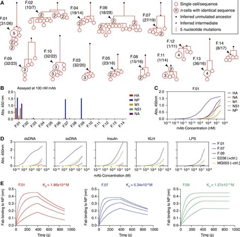 Clonal Replacement Sustains Long Lived Germinal Centers Primed By