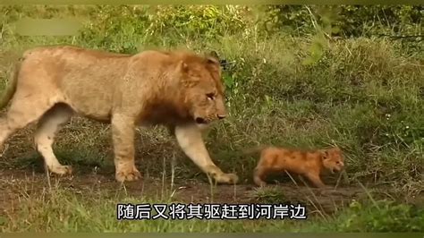 10 亚成年雄狮残害小狮子，狮王回来难以置信，最后太解气了 Youtube