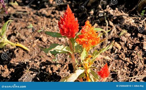 Beautiful Saplings Of Celosia Argentea Also Known As Plumed Cockscomb