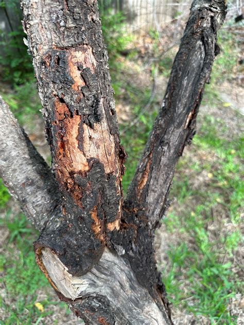 Peach Tree Ants DoItYourself Com Community Forums