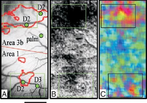 Flutter Respiratory Device Semantic Scholar