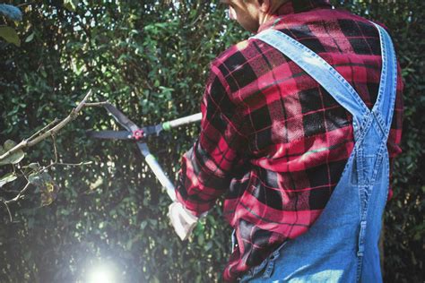 When How To Prune Fertilize Leyland Cypress Trees