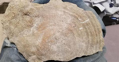 Tabulate Coral Album On Imgur