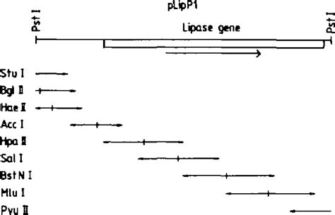 Staphylococcus Hyicus Semantic Scholar