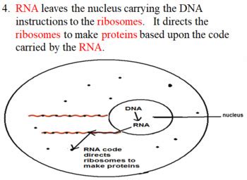 Heredity Inheritance And Variation In Traits Learning Activities