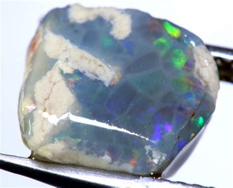 3 60 Cts Clam Shell Opalised Fossil Fo 1136