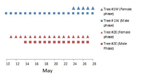 7 Daily Observations Of The Sexual Phase Of Flowers On Two Trees Of Download Scientific