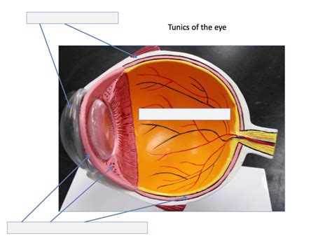 Eye Diagram Quizlet