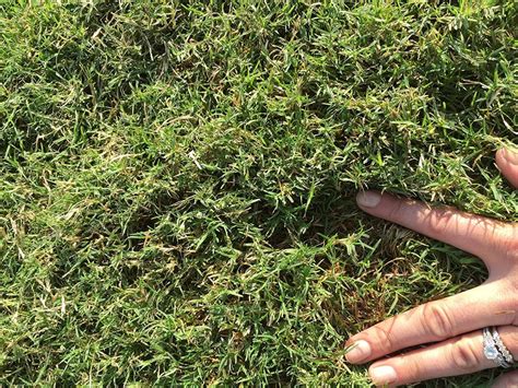 The 6 Best Bermuda Grass Seed Options Bob Vila