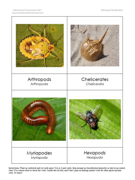 Arthropod Classification Pdf Hexapoda Crustacean
