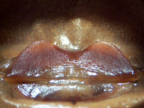 How To Sex Your Tarantula Tarantula Forum How To Sex Your Tarantula Tarantula Forum