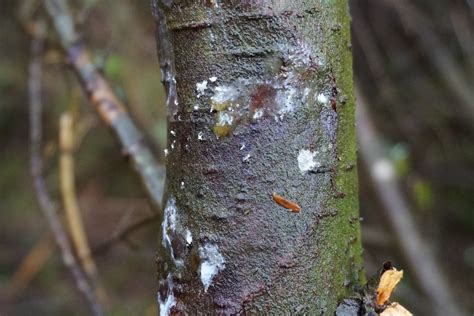 Forestry Commission Acts On New Tree Disease In Devon Cornwall GOV UK