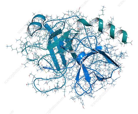 Trypsin Digestive Enzyme Molecule Illustration Stock Image F019