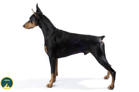 دوبرمن پینچر سگ نژاد نگهبان خرید دوبرمن پینچر پت سانی