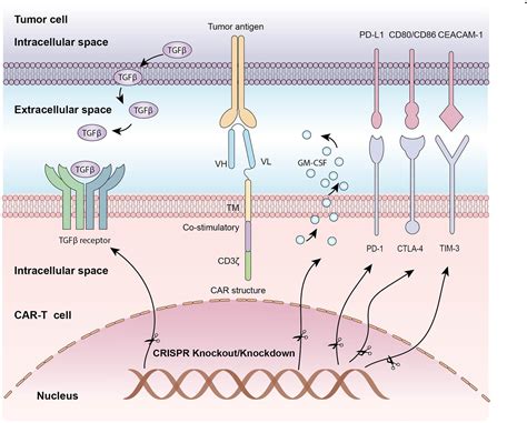 Crispr Cas9 And Cancer