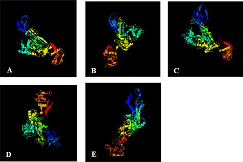 A E Tertiary Structure Of The B Cell Construct As Predicted By Download Scientific Diagram