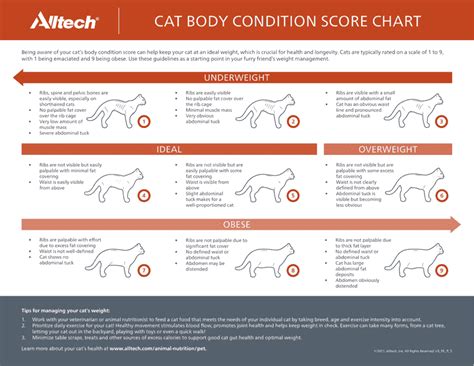Cat Body Condition Score Chart Alltech Download Printable Pdf Templateroller
