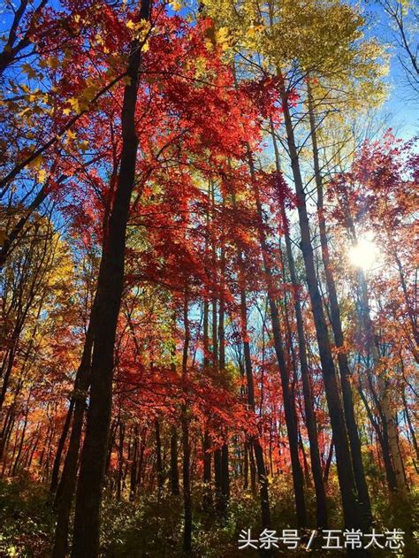 紅葉正當時五常磨盤山附近 每日頭條