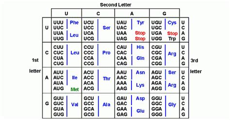 Codons And Genetic Code