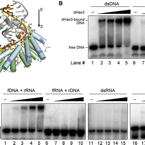 Pdf Specific Dna Rna Hybrid Recognition By Tal Effectors