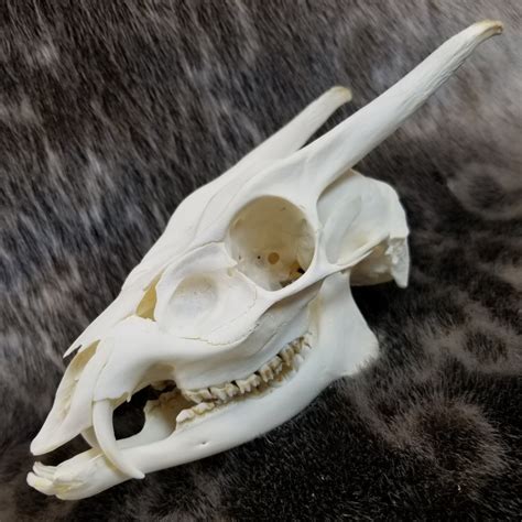 Muntjac Deer Skull
