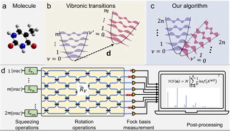 Large Scale Photonic Network With Squeezed Vacuum States For Molecular