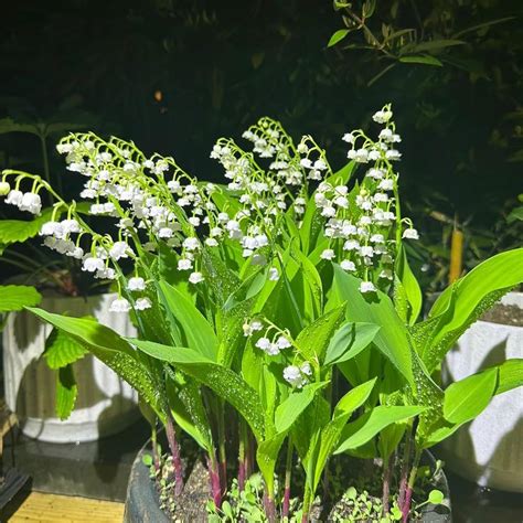 Arbusto De Lirio De Los Valles Bulbos Muguet Convallaria Majalis Lirio
