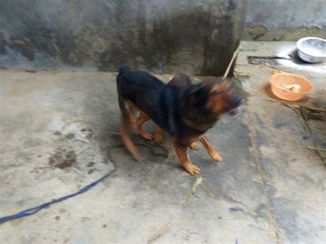 中華田園犬需要受到國人的正視，它才是純正「國犬」 每日頭條