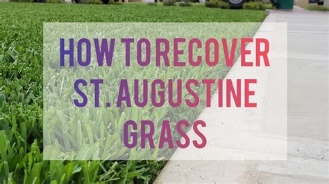 5 Steps To Recover St Augustine Grass Youtube