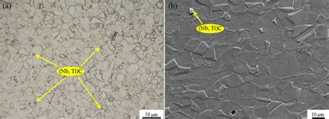 Optical And Scanning Electron Microscope Sem Morphologies Of The Download Scientific Diagram