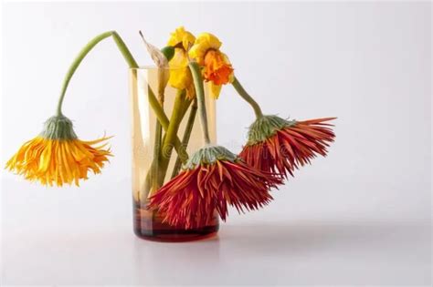 Verwelkte Blumen Retten So Blühen Sie Wieder Auf Floristik Haenni