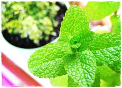 맛있는 조리연구소 오스파 Osfa 허브종류 및 향신료 요리상식 민트 특징과 효능 민트 맛있는 조리연구소 오스파 Osfa와 함께~ 오늘도 즐거운 허브