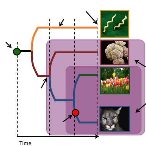 Chapter Phylogenies Diagram Quizlet