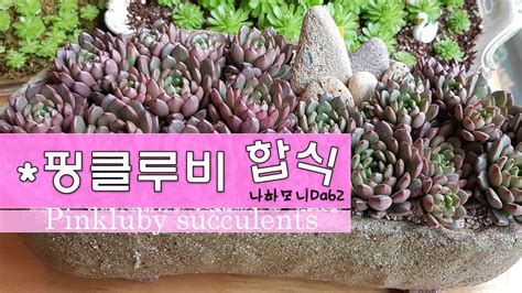 🥰핑클루비 합식 잎꽂이적심삽목자구번식이 잘되는 핑클루비 키우기 다육식물다육이키우기 Succulent多肉植物 たにくしょくぶつ Youtube