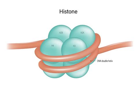 Histone Proteins Core Nucleosome Dna Double Helix Stock Illustration