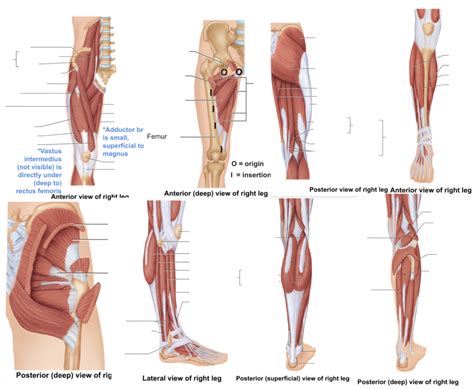Lab 6 Lower Limb Muscles Diagram Quizlet