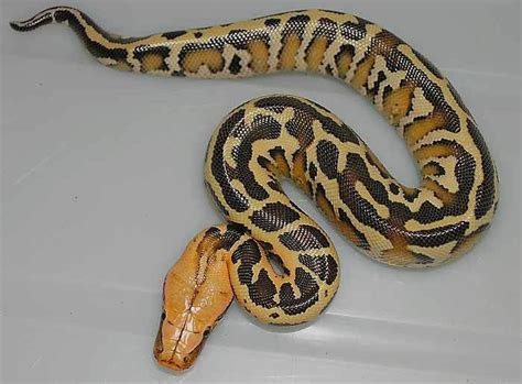 Borneo Python Alchetron The Free Social Encyclopedia Borneo Python Alchetron The Free Social Encyclopedia