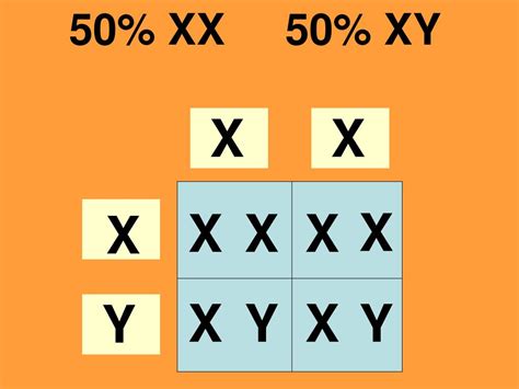 Ppt Sex Linked Traits Powerpoint Presentation Free Download Id6783448