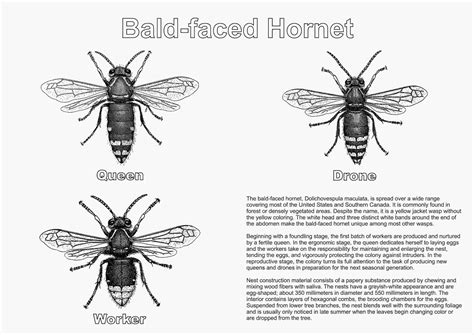 The Nations Of The World Bald Faced Hornet
