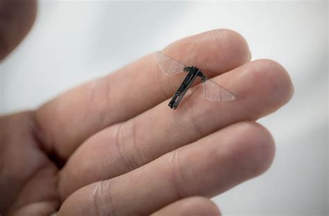 Georgia Institute Of Technology On Linkedin The Fastest Flying Insects