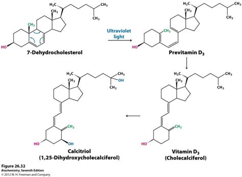 Vitamin D Synthesis Regulation Biological Roles Sources And
