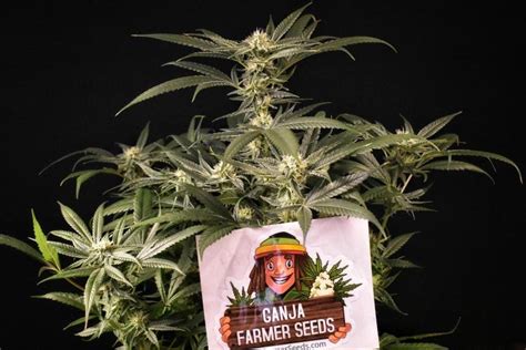 Ganja Farmer Seeds Bruce Banner Grow Diary Journal Week9 By Wizard555