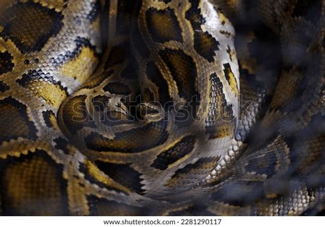 Close Snake Skin Burmese Python Python Stock Photo Shutterstock