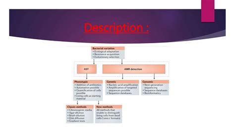 Antimicrobial Susceptibility Testing Ppt Pptx