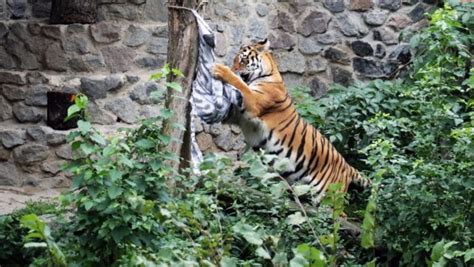 Як говорять тварини • коротко Info